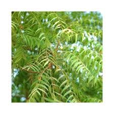 Neem Tree Live Medicinal Plant (Azadirachta indica)1 Healthy Live Plant ...