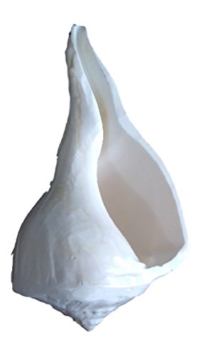 Buy Right Hand Shankh Online at Low Prices in India - Amazon.in