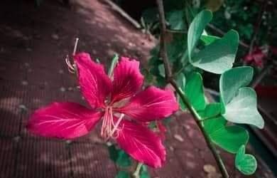 KALPATARU Kanchan Flower Plant Bauhinia Plant 1 Healthy Live Plant ...