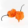 Amazon.com : Pepper Joe's Orange Carolina Reaper Pepper Seeds - Pack of ...