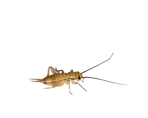 Heimchen Kaufen – Die 15 besten Produkte im Vergleich & Angebote ...