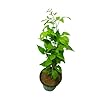Oyeboy Bel Patra/Bela Tree/Bilva plant with 4 inch pot : Amazon.in ...