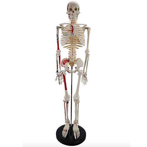 Buy Skeleton Anatomical Model, Human Skeleton Model Body Skeleton Model ...