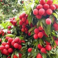 Original Verity Of "Muzaffarpur Shahi"Sweet Litchi Hybrid Tree 1.5ft ...