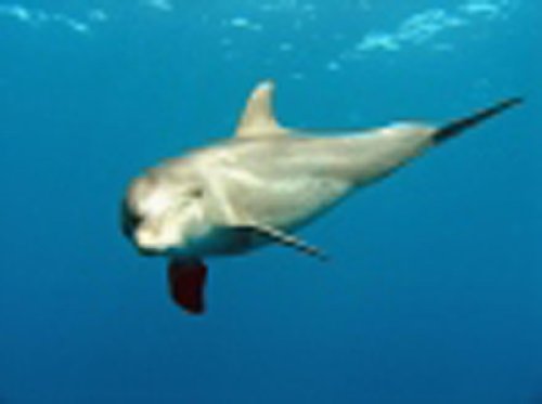 The Advanced Intelligence of Dolphin Man (The Emergence of Dophin Man ...