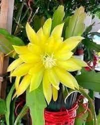 Pack Of-1 Yellow Night Queen Flower Live Plant (Original Variety In ...