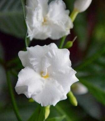 Plants Point Rose Nursery Tagar Variegated Live Plant : Amazon.in ...