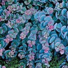 zumari Pianta di Chorisia speciosa 20 pezzi : Amazon.de: Garten