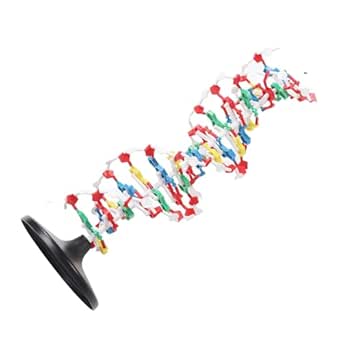 DNA Structure Model, DNA Double Model Plastic Educational for School ...
