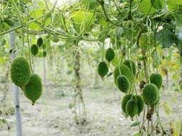 Spine gourd seeds (Pack of 16) : Amazon.in: Garden & Outdoors