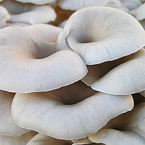 Amazon.com: Tarragon Oyster Mushroom Grain Spawn - 1 lb. Ready to Use ...