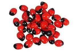 Red Gundumani | Real Seed Lal Rakt Gunja | Red Rosary Pea | Godddess ...