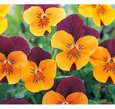 SEED BARGAINS: Viola F1 Floral Power Orange Red Wing (Approx 25 ...