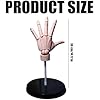 Amazon.com: Yaoliucp Hand Model 1:1 Articulated Mannequin Hand Moveable ...