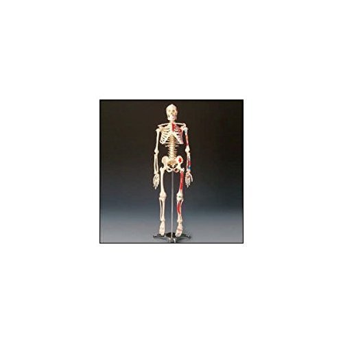 Anatomical Chart Co. - Painted & Numbered Big Tim Skeleton - 25.5 ...
