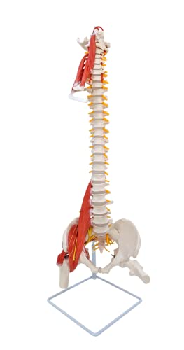 Axis Scientific Life-Size Human Vertebral Column Anatomy Model with ...