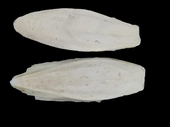 Buy Cuttlefish Bones Best Calcium Supplement (Big Size Bones, 300g ...