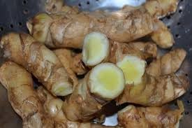 VENUS-ONLINE Mango Ginger plant (Inchi Manga) Curcuma amada; Curcuma ...