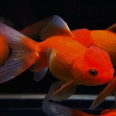 Amazon.com : Aquaticheavens Red Oranda Goldfish 3" Live Goldfish (2 ...