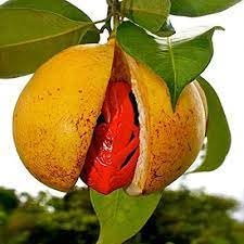 ND PLANT BAZAR Jayfal Live Plant, Myristica Fragrans Medicinal Garden ...