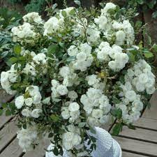 Growleaf Nursary Attractive White Mini Rose Flower Plant/White ...