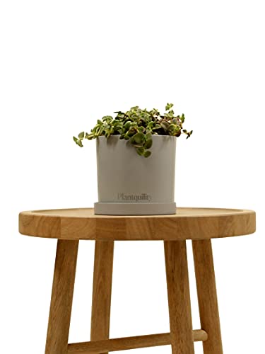 Crassula marginalis - How to grow & care