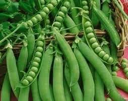 50+ Lincoln Homesteader Pea Seeds, Peas for Planting, All Canadian ...