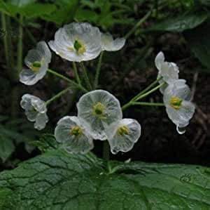 Amazon.com : MITRAEE 100 Skeleton Flowers Seeds : Patio, Lawn & Garden