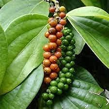 Kabab Chini Plant : Amazon.in: Garden & Outdoors