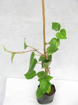 A&S Plant Piper Betel, Maghai Paan - Plant with Pot : Amazon.in: Garden ...