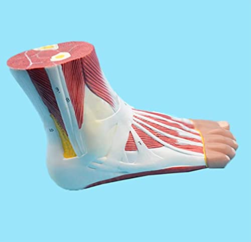 Anatomy Model Foot Joint Muscle Ligament Model 1 1 Lifesizelife ...