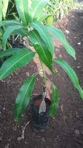 HAPUS MANGO FRUIT PLANT : Amazon.in: Garden & Outdoors