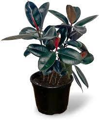 Rubber live plant, live plant of rubber (Pack of 1) : Amazon.in: Garden ...