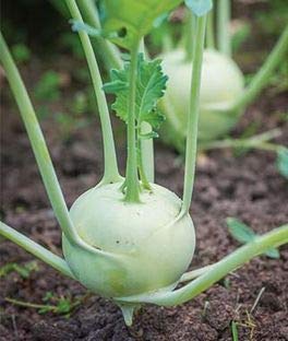 Creative Farmer Vegetable Seeds Cabbage Turnip Seeds - Kohlrabi ?Seeds ...