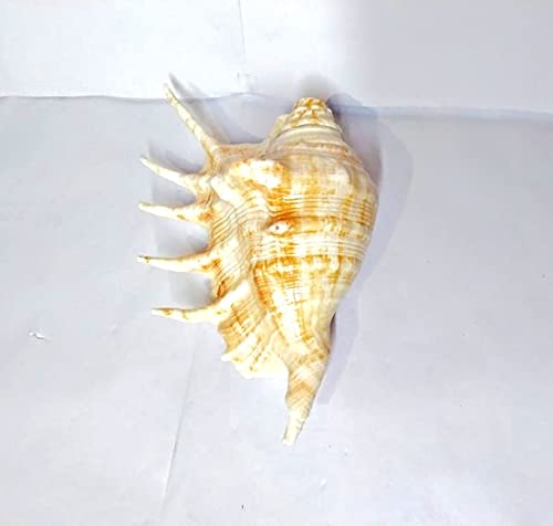 MEXCLUSIVE ORIGINAL PANCHMUKHI CONCH OR PANCHAMUKHI SHANKH (6.5 inches ...