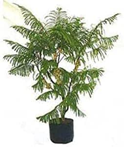 ANGEL NURSERY Amla Indian Gooseberry Phyllanthus Emblica Nelli Usiri ...