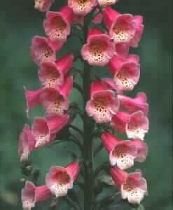 Amazon.com : Digitalis mertonensis - Strawberry Foxglove : Flowering ...