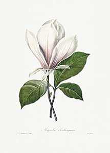 Amazon.com: Magnolia Soulangiana - 1800's - Pierre-Joseph Redoute ...