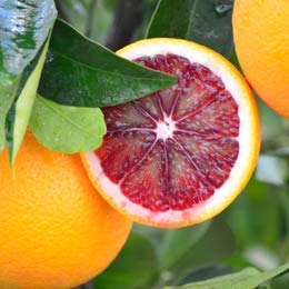 Blood orange tree - How to grow & care