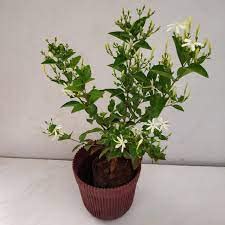 Mphmi Live Plants Nursery Garden Juhi, Jasminum Auriculatum - Plant ...