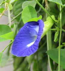Live Plant Blue Aparajitha/Sangu Poo/Clitoria Ternatea Flower Plant 1 ...
