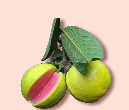 Nandini Garden Jam Phal plant | Fruit Shrub Plant For Home Garden ...