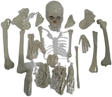 WKM 5ft Dis-Articulated Human Skeleton Model – Full Unassembled Plastic ...