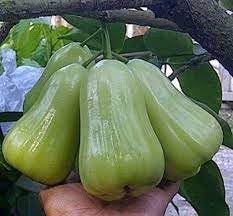 RISHIKA PLANT HOUSE Original "THAI LONG WATER APPLE" /Java Apple/Jamrul ...
