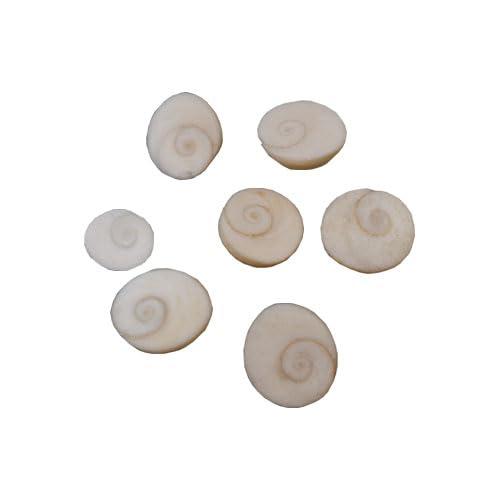 Buy Sea Shell Natural Gomati/Gomti Chakra Original for Puja (White) 11 ...