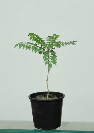 Kadi Patta Plant, Curry Leaves, Meetha Neem Live Plant For Home ...