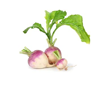 Green Gallery Turnip/Shalgam Organic Fresh Vegetable Seeds for Home and ...