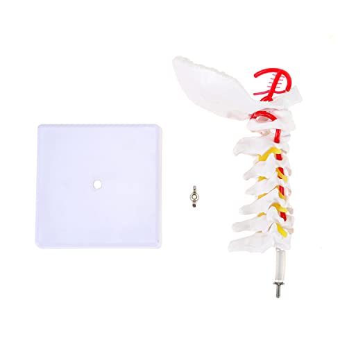 Snapklik.com : Cervical Vertebra Model, Showing Cervical Vertebra ...