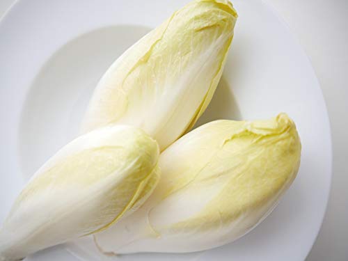 Belgian endive - How to grow & care