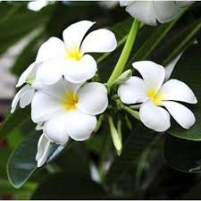 Kanak Nursery Champa/Plumeria/Champak White Flower Plant With Pot ...